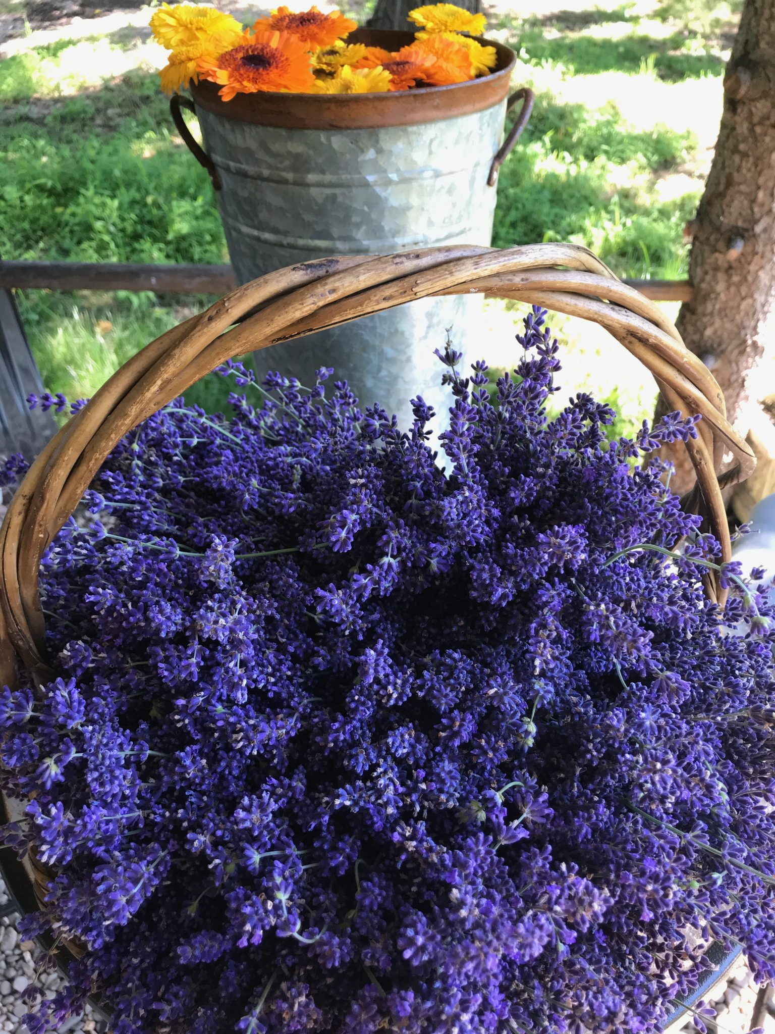 Super Blue Lavender - Mad Lavender Farm